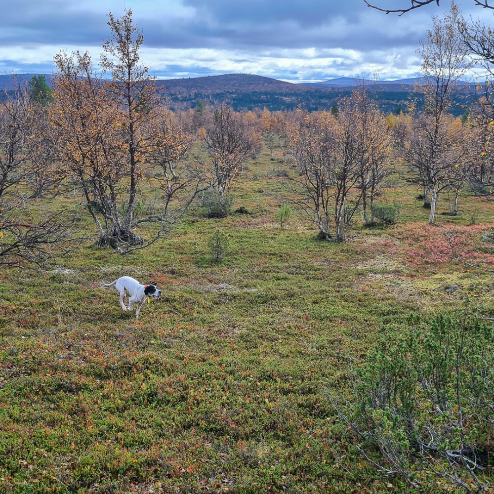 Eräkämppä/kesämökki Lappi Inari Röllimetsä - Ostametsää.fi