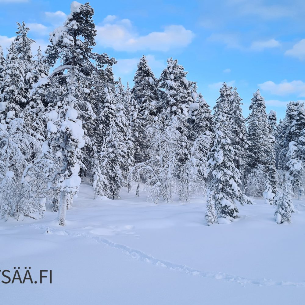 Myydään metsätila Lappi Inari Herrankukkaro - Ostametsää.fi